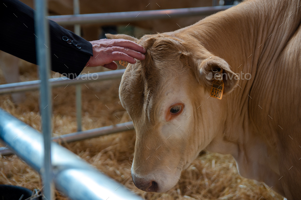 Portrait of a calf at a cattle show being petted Stock Photo by Alzala89