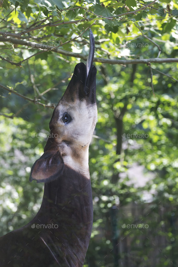 Okapi eats leaves from a tree Stock Photo by johan10 | PhotoDune