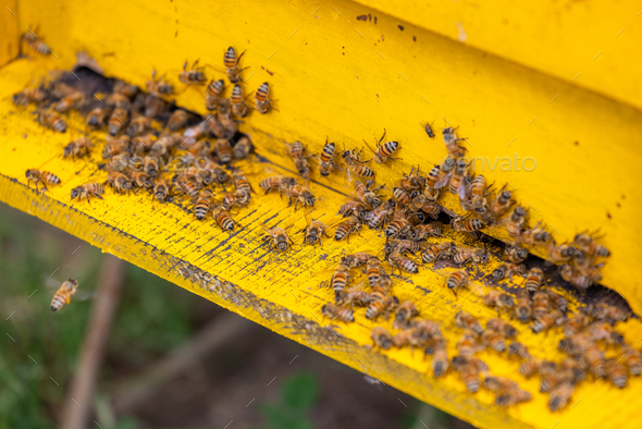Bees in open bee hive box Stock Photo by leungchopan | PhotoDune