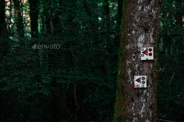 Trail signs on trees in a forest Stock Photo by wirestock | PhotoDune