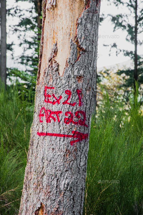 Trail signs on trees in a forest Stock Photo by wirestock | PhotoDune