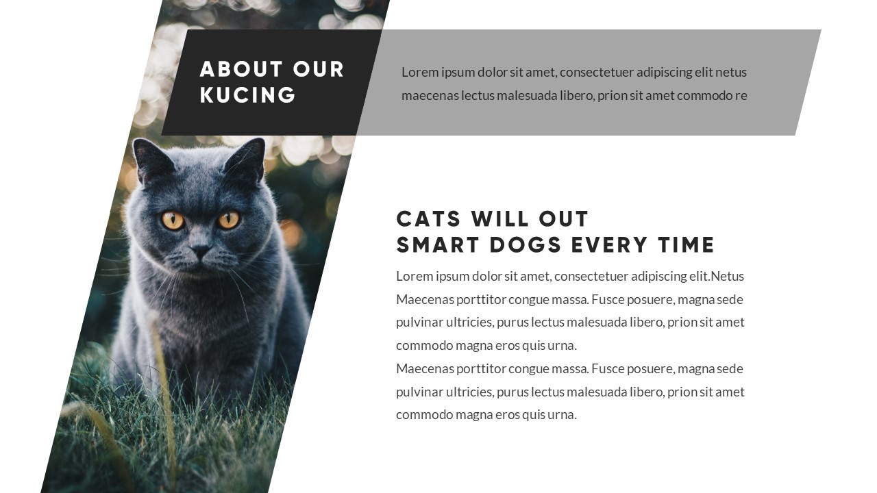 Kucing - Cat Animal Powerpoint Template, Presentation Templates ...