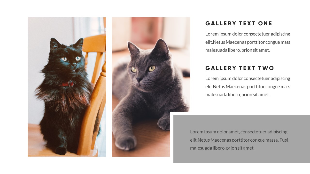 Kucing - Cat Animal Powerpoint Template, Presentation Templates ...