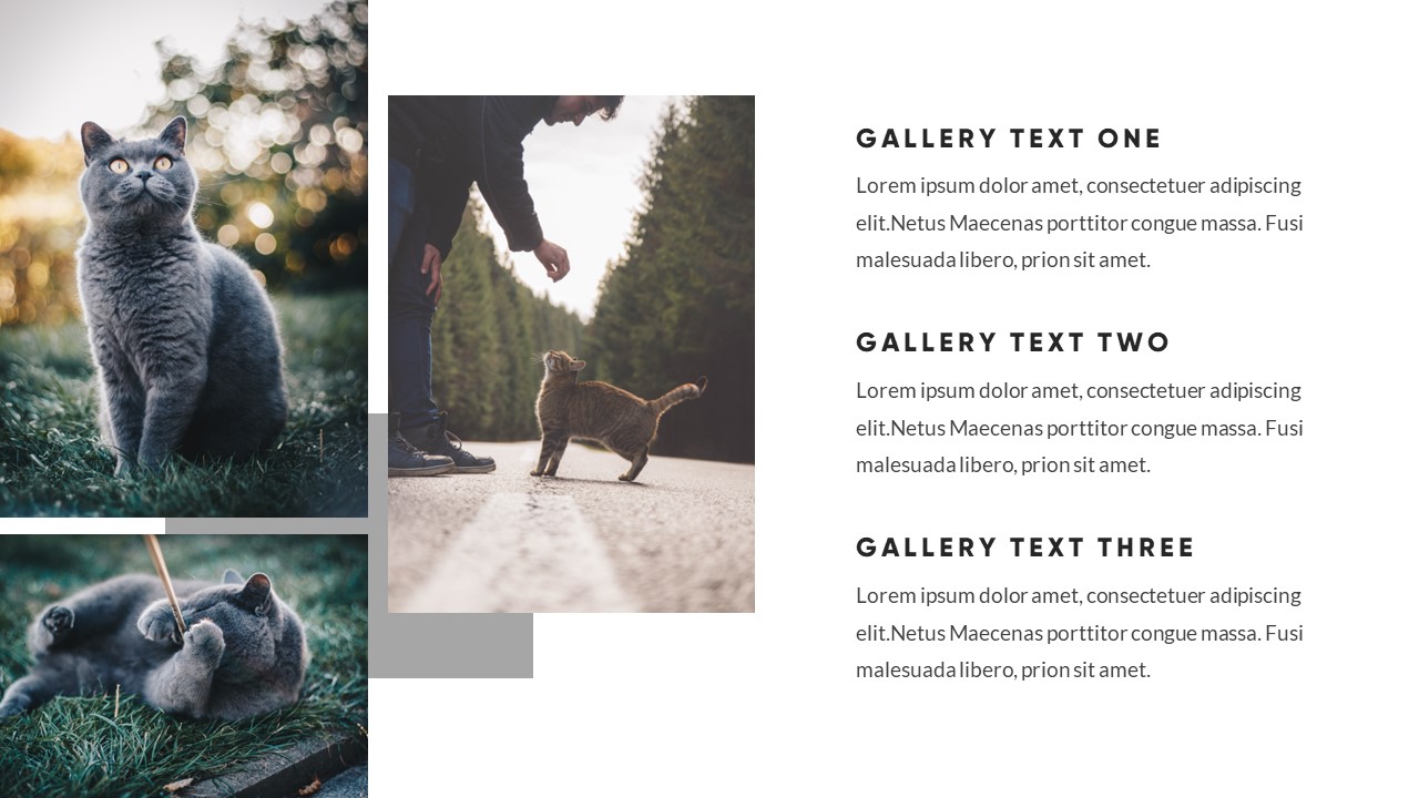 Kucing - Cat Animal Powerpoint Template, Presentation Templates ...