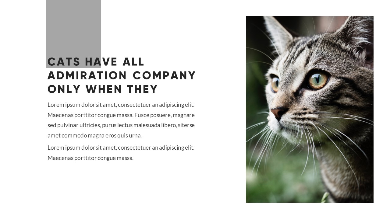 Kucing - Cat Animal Powerpoint Template, Presentation Templates ...