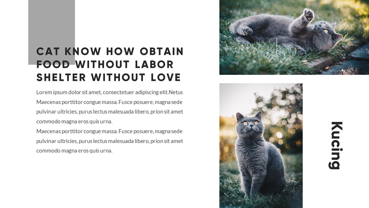 Kucing - Cat Animal Powerpoint Template, Presentation Templates ...