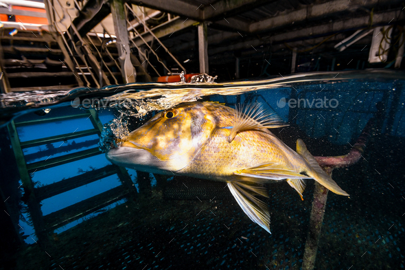 red bass close to a red coral under a pontoon in the great barrier reef ...