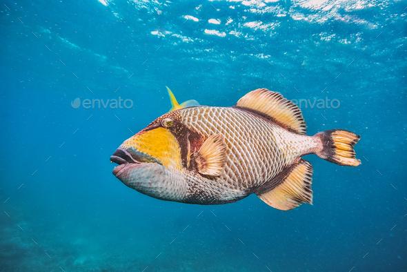trigger fish getting super close Stock Photo by borsattomarcos | PhotoDune