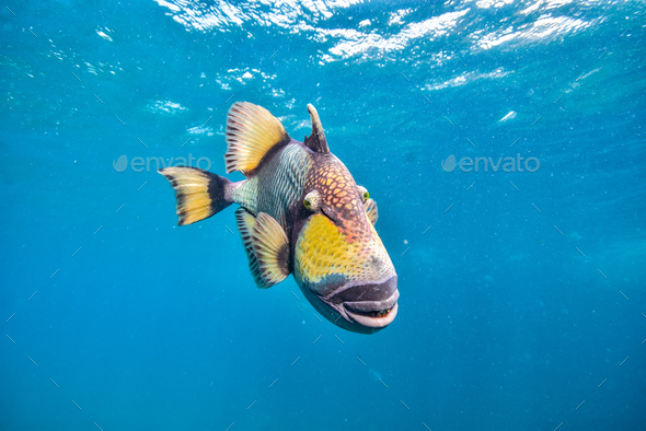 trigger fish getting super close Stock Photo by borsattomarcos | PhotoDune