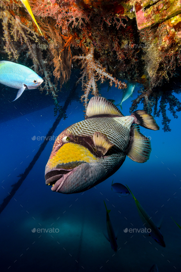 trigger fish getting super close Stock Photo by borsattomarcos | PhotoDune