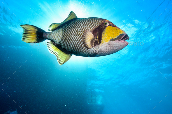 trigger fish getting super close Stock Photo by borsattomarcos | PhotoDune