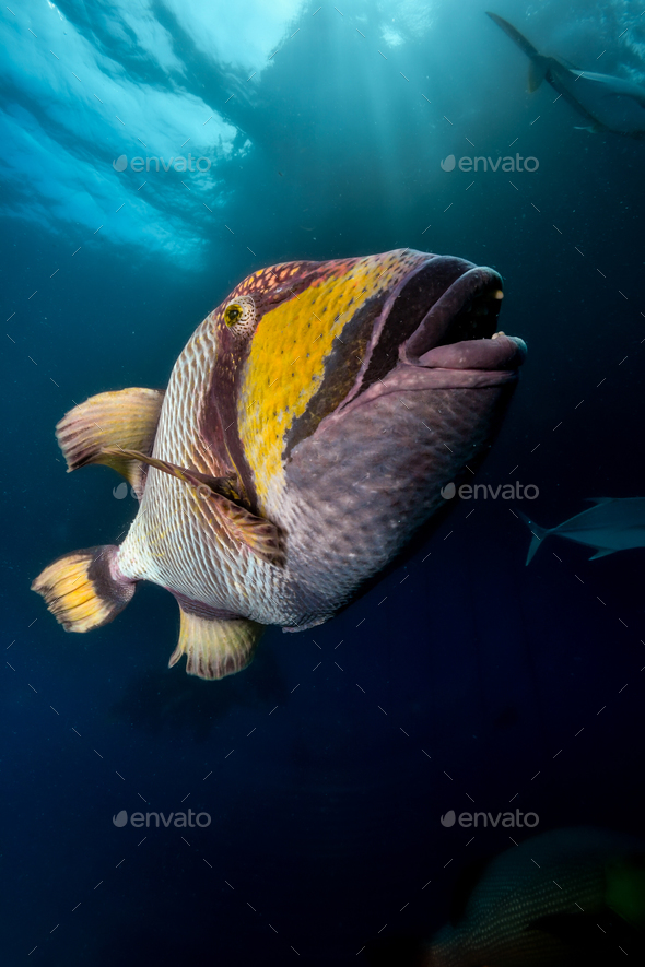 trigger fish getting super close Stock Photo by borsattomarcos | PhotoDune