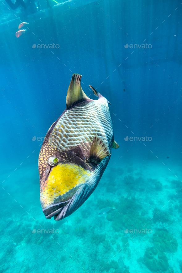 trigger fish getting super close Stock Photo by borsattomarcos | PhotoDune