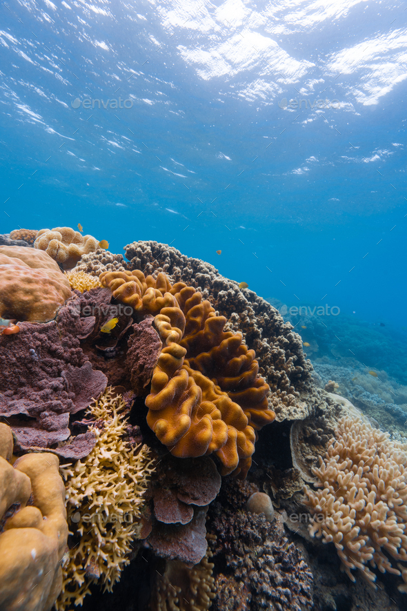 coral reef macro ,texture, abstract marine ecosystem background on a ...