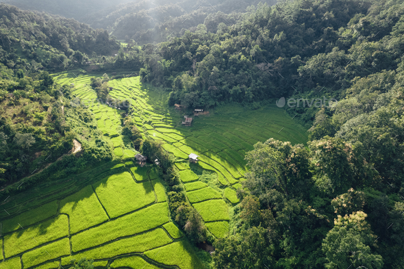 Rice terraces in rural forest with evening light,paddy field Stock ...