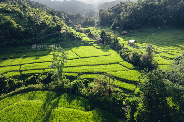Rice terraces in rural forest with evening light,paddy field Stock ...