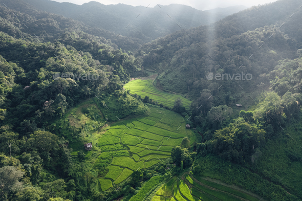 Rice terraces in rural forest with evening light,paddy field Stock ...