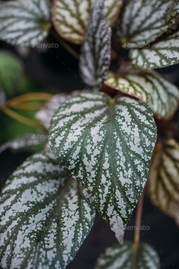 Begonia Silver Dragon Wing Plant Stock Photo by Enlightnz | PhotoDune
