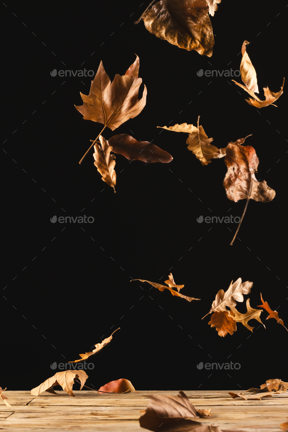 Vertical image of autumn leaves falling with copy space on black ...