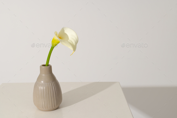 Kalia flower in vase and copy space on white background Stock Photo by ...