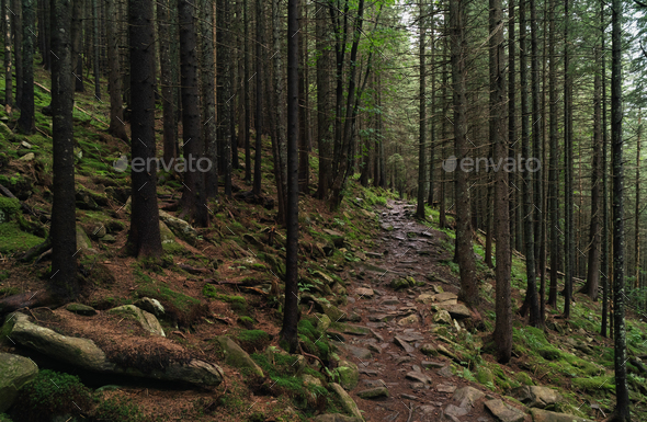 Mystic calm wilderness landscape dark forest with pine trees and moss ...