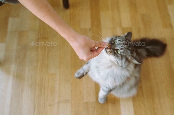 cat eats from hands cat food yummy Stock Photo by larisikstefania ...