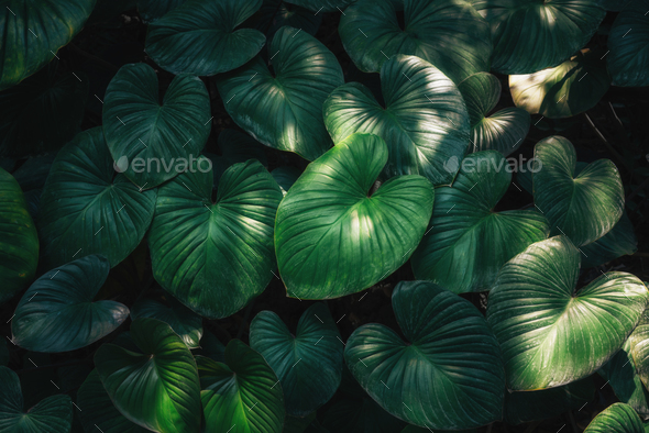 Close up tropical Green leaves texture and abstract background., Nature ...