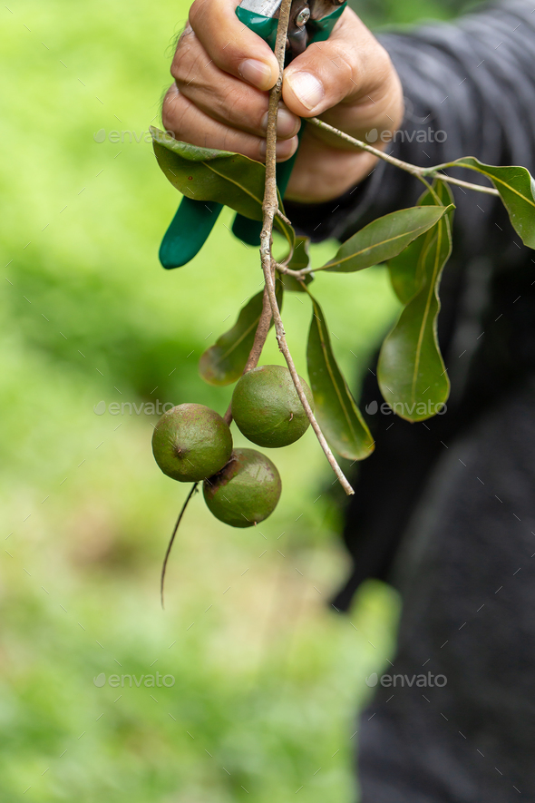 Macadamia nuts on the evergreen tree Stock Photo by freedomnaruk ...