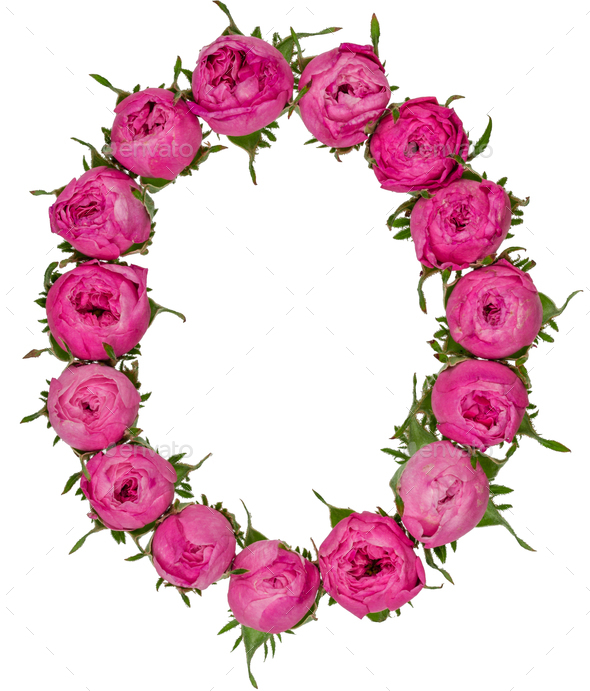 Letter O alphabet from flowers of roses, isolated on white background ...