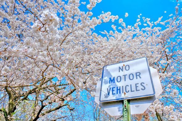 Metal sign saying 'No motor vehicles' against tree with white flowers ...