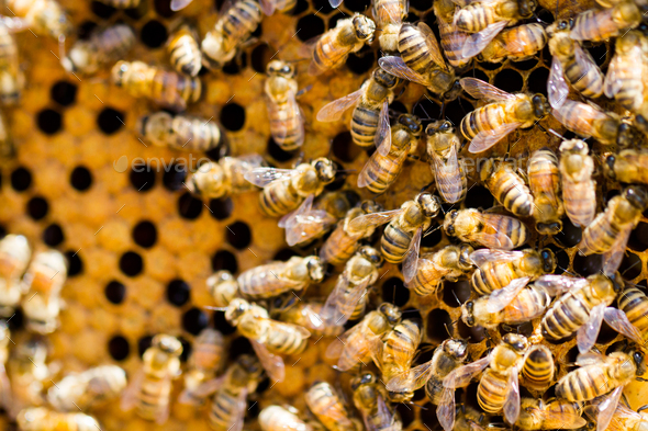 Beekeeping Stock Photo by arina-habich | PhotoDune