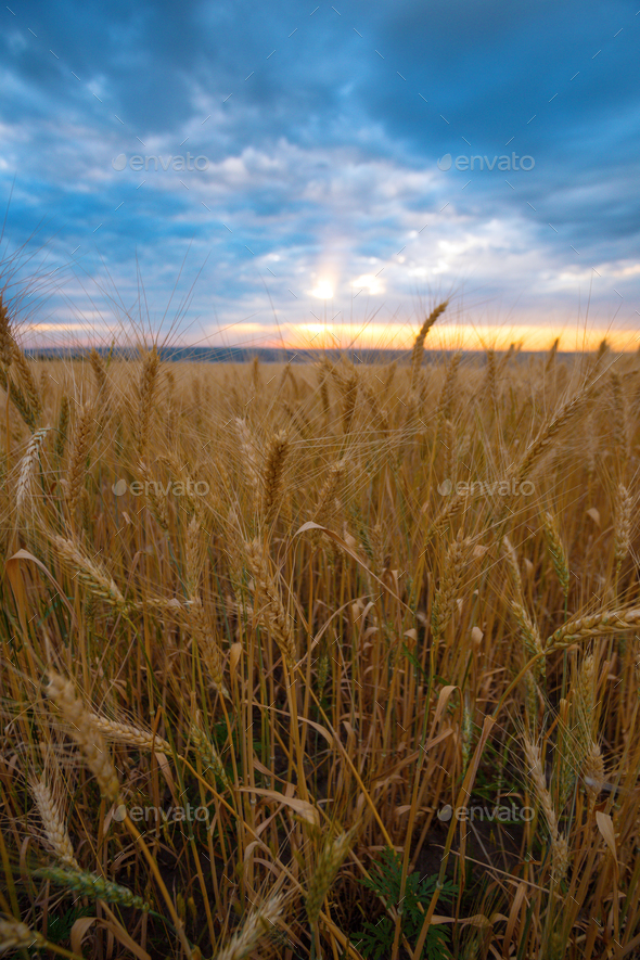 sunrise over the wheat field Stock Photo by azgek | PhotoDune