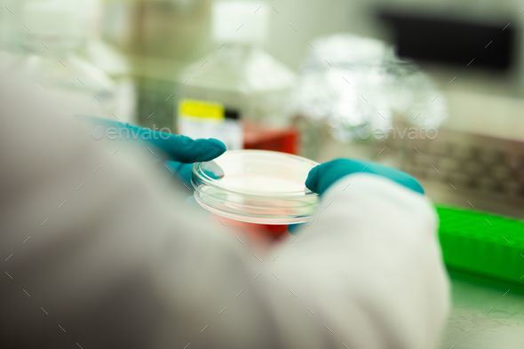 cell culture at the cell culture laboratory Stock Photo by wirestock