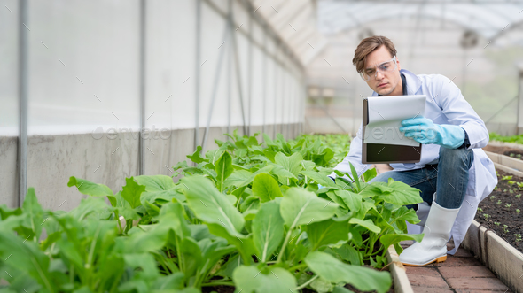 Agricultural researcher in the Industrial greenhouse analyze and take ...