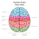 Human Brain Structure Diagram Medical Science, Vectors | GraphicRiver