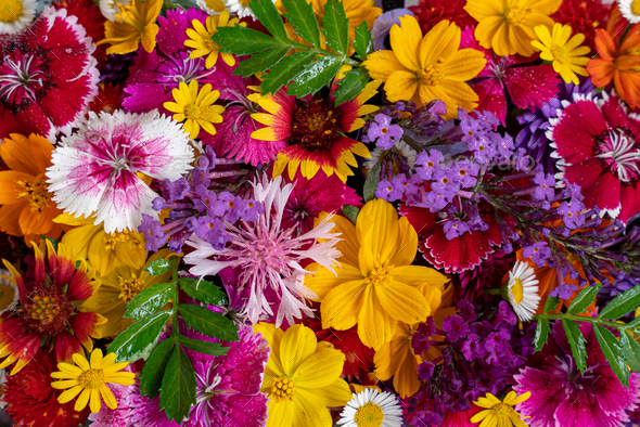 Close-up group of different beautiful and colorful flowers. Stock Photo ...