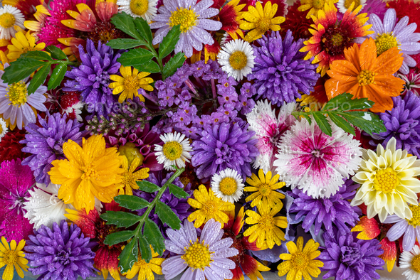Close-up group of different beautiful and colorful flowers. Stock Photo ...