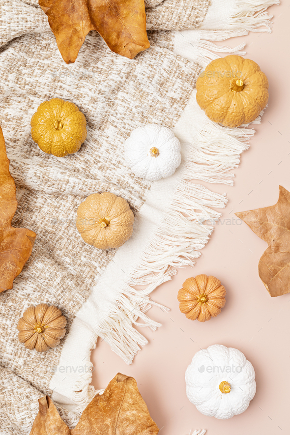 Autumn background with pumpkins, fall leaves and plaid cover in natural ...