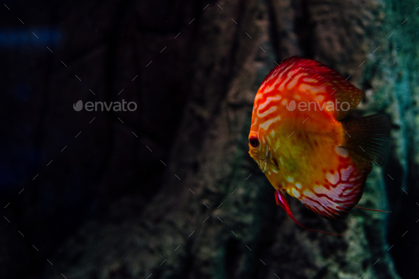 red fish swimming under water in dark aquarium Stock Photo by ...