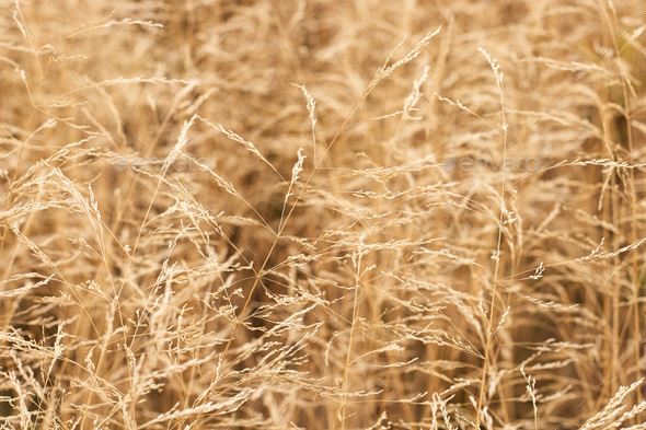 Golden grass background. Autumn grass texture Stock Photo by alinakay