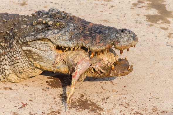 wildlife crocodile catches and eating a chicken Stock Photo by gumpanat