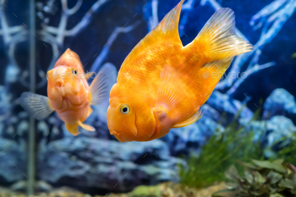Orange parrot fish in the aquarium. Red Parrot Cichlid. Aquarium fish ...