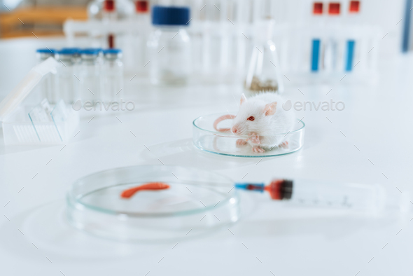 selective focus of white mouse near syringe, petri dish with blood ...