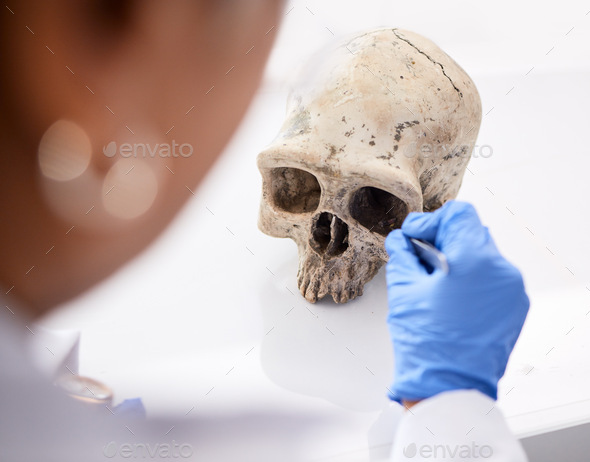 Forensic, science and person with skull in lab to study, test or ...