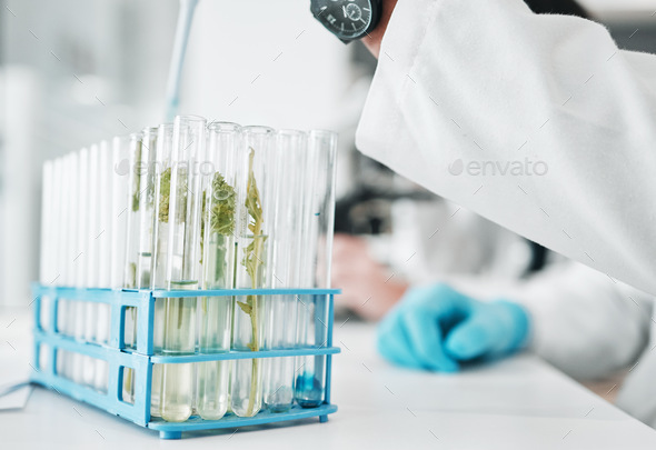Science, research and test tube with leaves in biotech laboratory ...