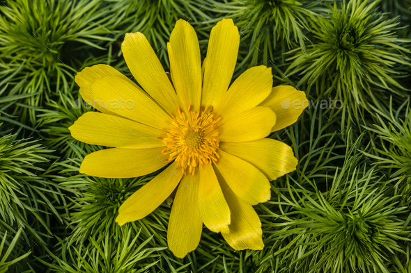 Flowers of Adonis, lat. Adonis vernalis Stock Photo by kostiuchenko
