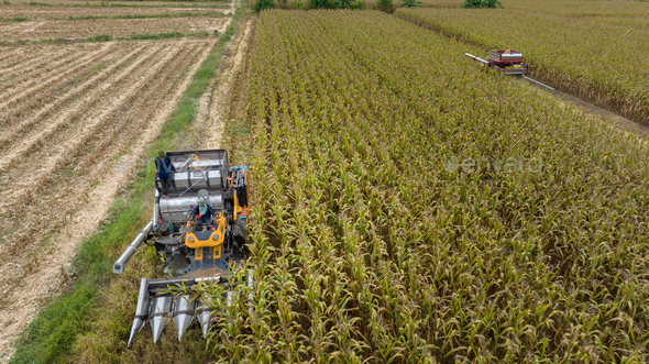 Farm machines harvesting corn. The entire corn plant is used, no waste ...