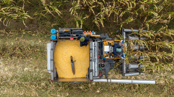 Farm machines harvesting corn. The entire corn plant is used, no waste ...