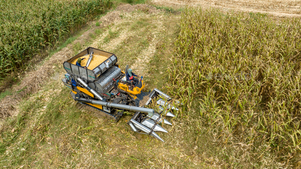 Farm machines harvesting corn. The entire corn plant is used, no waste ...