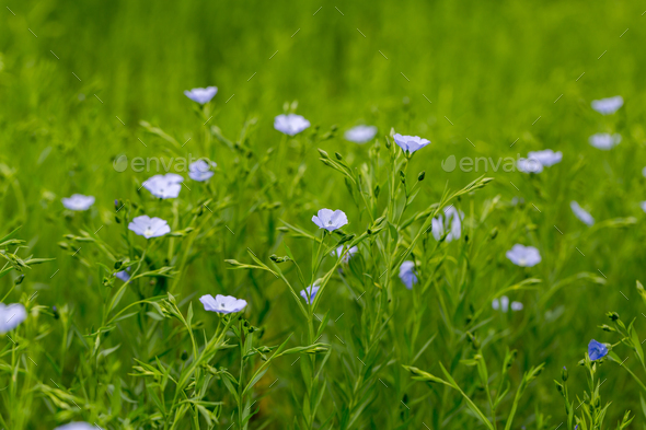 Flax blooms. Green flax field in summer Sunny day. Agriculture, the ...